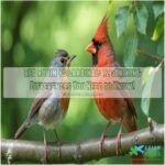 Red Robin Vs Cardinal: 12 Striking Differences You Need to Know!