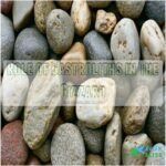 Why Do Birds Eat Rocks? The Secrets Behind Their Diet