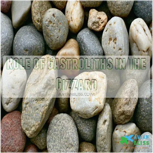 Why Do Birds Eat Rocks? The Secrets Behind Their Diet