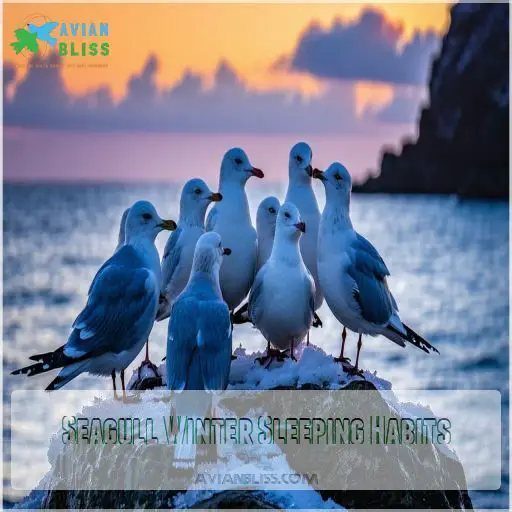 Where Do Seagulls Sleep? Secrets of Their Sleeping Habits and Patterns