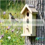 Bird House Dimensions for Different Species: Expert Guide & Tips