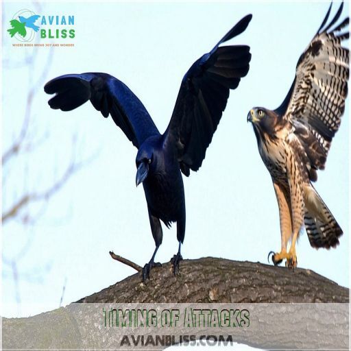 Why Do Crows Attack Hawks? The Surprising Truth Behind Bird Battles