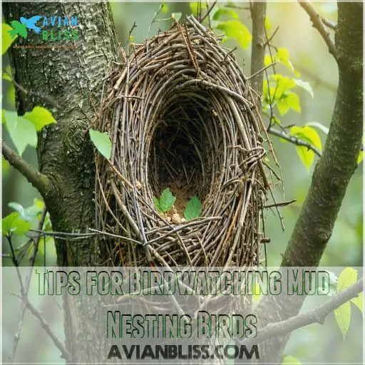 14 Birds That Make Stunning Mud Nests (With Unbelievable Photos!)