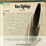 Bird Watching Slang: Secret Codes Revealed!