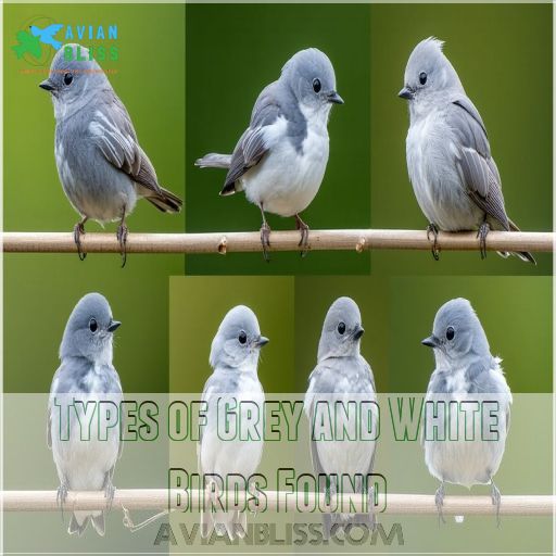 Grey and White Birds: 15 Beautiful Species You Need to See! (2024 Guide)