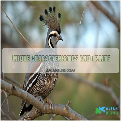 The Captivating California Quail: Official State Bird Revealed