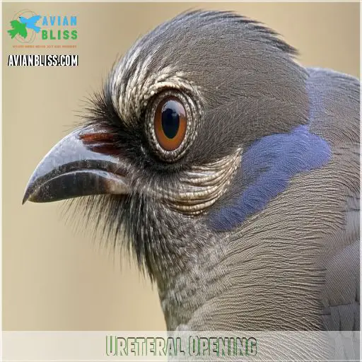 Do Birds Pee? Exploring Avian Urination and Excretion Systems