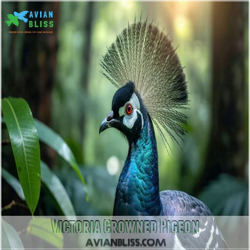 Victoria Crowned Pigeon: World's Largest & Most Majestic Bird Species ...