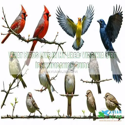 What Birds Live in My Area: Virginia Bird Identification Guide
