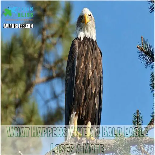 Do Eagles Mate for Life? Unraveling Bald Eagle Love Mysteries