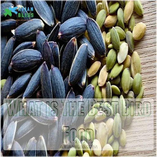What is The Best Bird Food: 2 Top Seeds for Happy Backyard Birds!