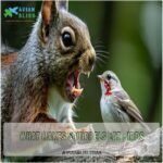 Do Squirrels Eat Birds? Shocking Facts About Their Diet and Behavior