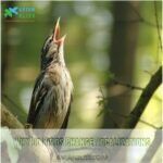 Bird Vocalization Changes: Why They Matter and What We Learn