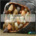 Why Do Birds Eat Rocks? The Secrets Behind Their Diet