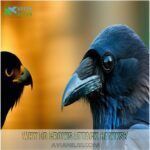 Why Do Crows Attack Hawks? The Surprising Truth Behind Bird Battles