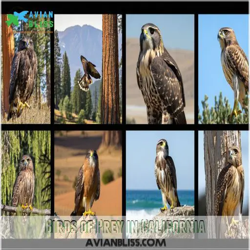California Birds of Prey: 8 Stunning Raptors You Must See in 2024!