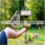How to Get a Robin to Come to You: 7 Tricks That Work!