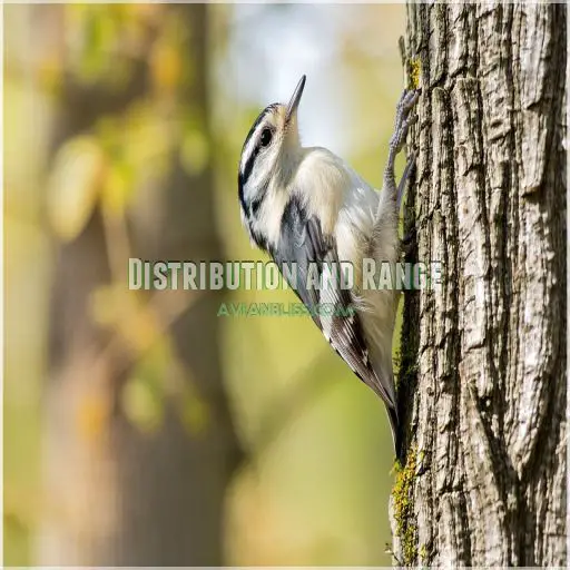 White-breasted Nuthatch: The Tiny Bird That Climbs Upside Down!