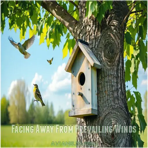 Bird House Placement Ideas: Expert Tips to Attract Backyard Birds