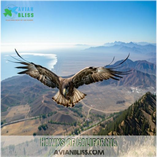 California Birds of Prey: 8 Stunning Raptors You Must See in 2024!