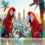 Parrots in California: Wild Birds Taking Over Urban Jungles!