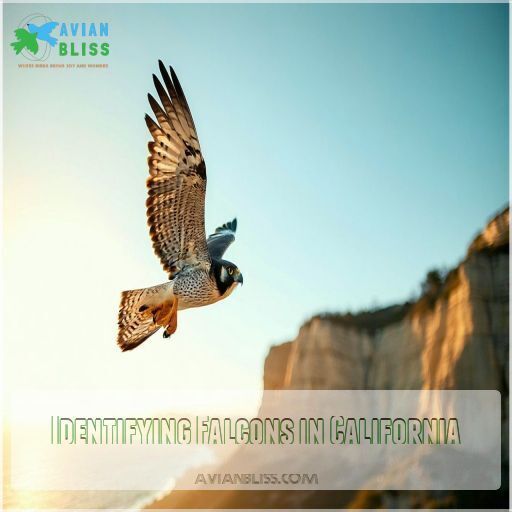 California Birds of Prey: 8 Stunning Raptors You Must See in 2024!