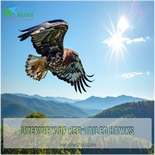 Red-Tailed Hawk Facts: Habitat, Behavior, and Prey You Should Know