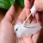 Bird Wound Treatment at Home: 7 Vet-Approved Steps for Fast Recovery (2025)