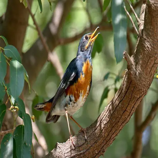 Bird Communication and Songs: How Birds Talk, Sing, and Share Messages