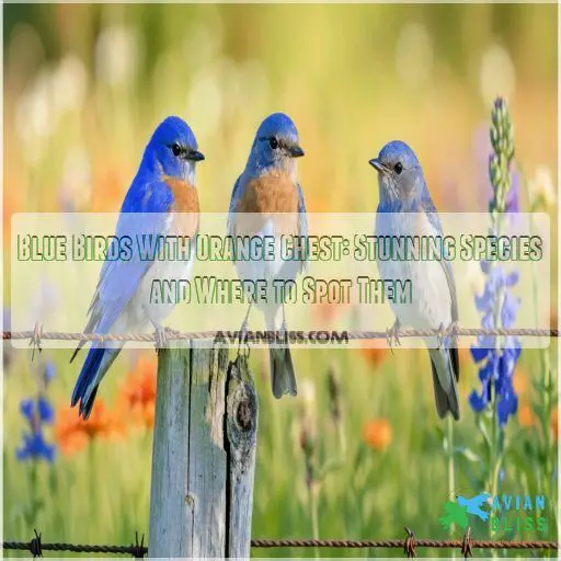 Blue Birds With Orange Chest: Stunning Species and Where to Spot Them