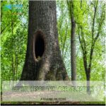 Birds Nesting in Trees: Types of Nests and Where to Spot Them