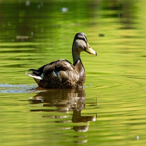 Ducks: Types, Behavior, and Conservation Facts You Need to Know