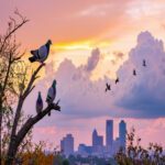Doves in Texas: 8 Native Species You Need to See (Complete Guide 2025)
