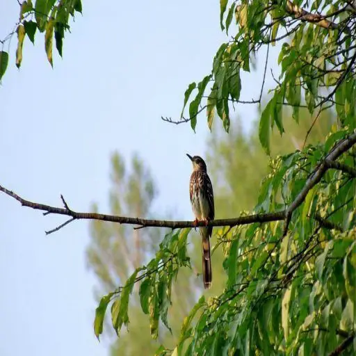 Rare Bird Sightings: Top Secret Hotspots Revealed for 2025 | Birding Guide