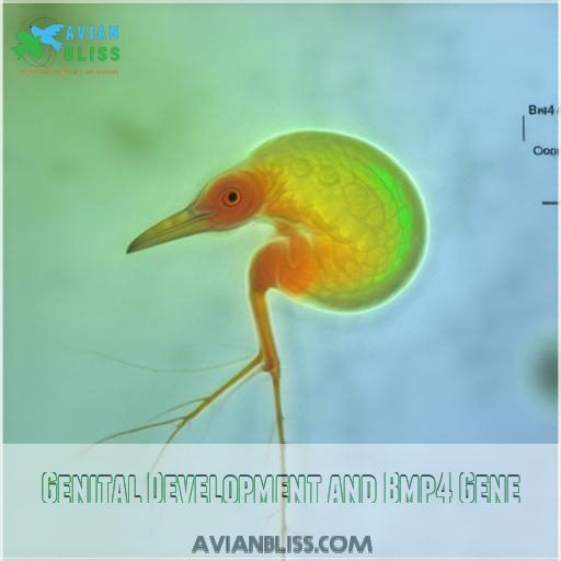 Do Birds Have Penises? The Surprising Truth About Bird Reproduction