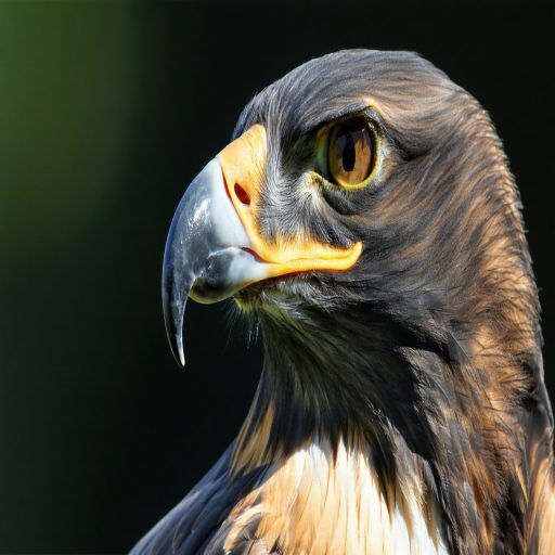 Birds of Prey Characteristics: 10 Secret Hunting Powers They Don't Want ...
