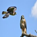 Falcon Vs Hawk: 9 Mind-Blowing Differences You Need to Know Today!