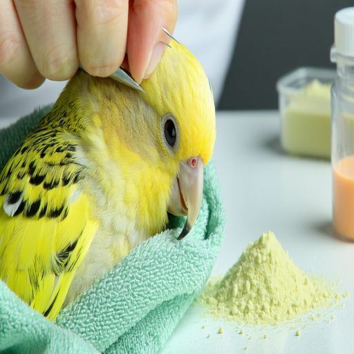 Safe Bird Beak Cleaning Methods: Tips to Keep Your Feathered Friend Healthy