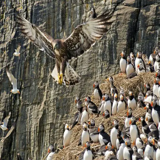 Bird Behavior and Socialization: Inside The Secret World of Feathered ...