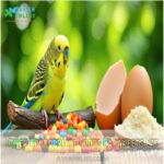 A Complete List of Foods Parakeets Can Eat and What They Shouldn’t