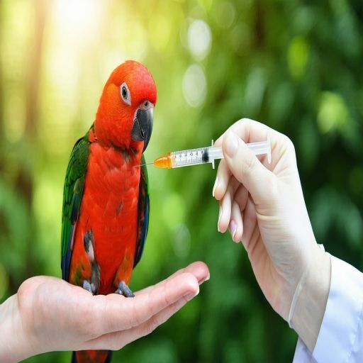 Treating Bacterial Infections in Birds: Symptoms, Antibiotics & Prevention
