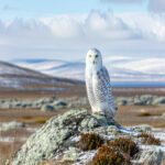 Habitat of The Snowy Owl: From Arctic Tundra to Southern Winter Grounds