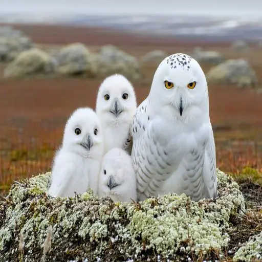 Habitat of The Snowy Owl: From Arctic Tundra to Southern Winter Grounds