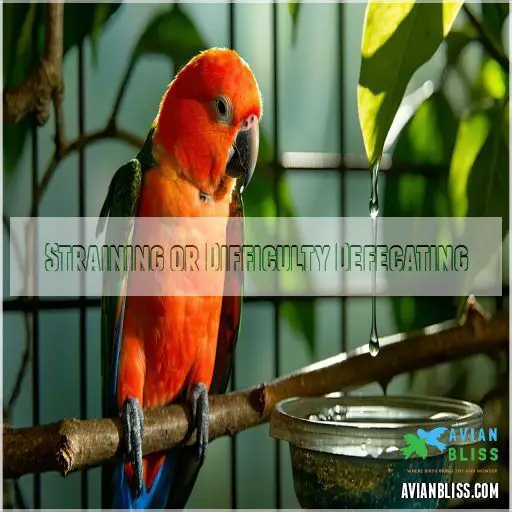 Bird Medications for Digestive Issues: Causes, Symptoms, and Treatment