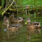 Ducks: Types, Behavior, and Conservation Facts You Need to Know
