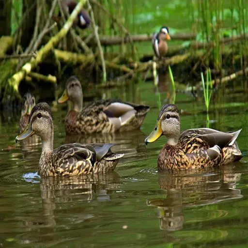 Ducks: Types, Behavior, and Conservation Facts You Need to Know