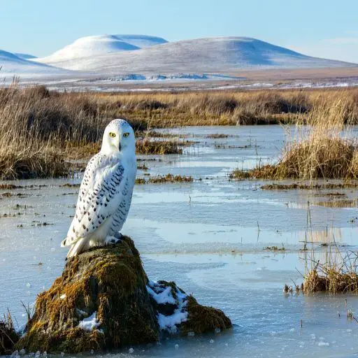 Habitat of The Snowy Owl: From Arctic Tundra to Southern Winter Grounds