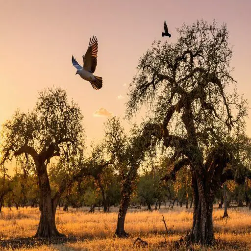 Doves in Texas: 8 Native Species You Need to See (Complete Guide 2025)