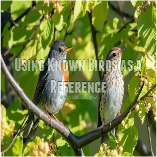 Bird Identification by Size: Simple Tips to Identify Birds Like a Pro