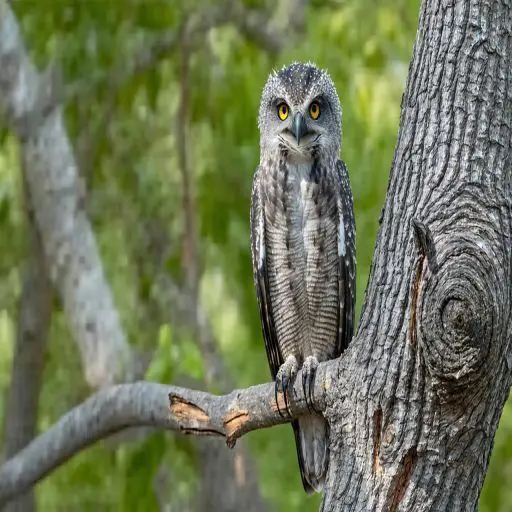 Great Potoo: Facts, Size, Call, Habitat, Diet & Secrets of This Ghost Bird